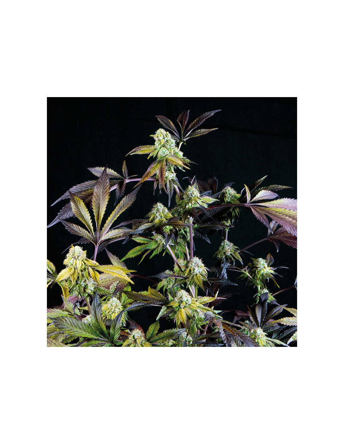 Sunset Sherbet – American strain for inspiration | Pyramid Seeds