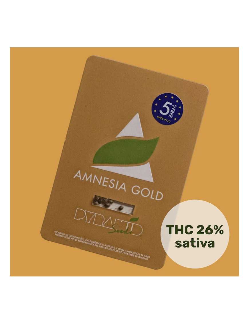 Amnesia Gold – Legendary sativa with 26% THC | Pyramid Seeds