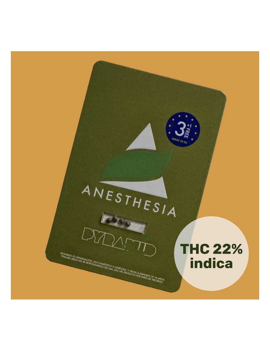 Anesthesia - Goodbye, insomnia! | Pyramid Seeds