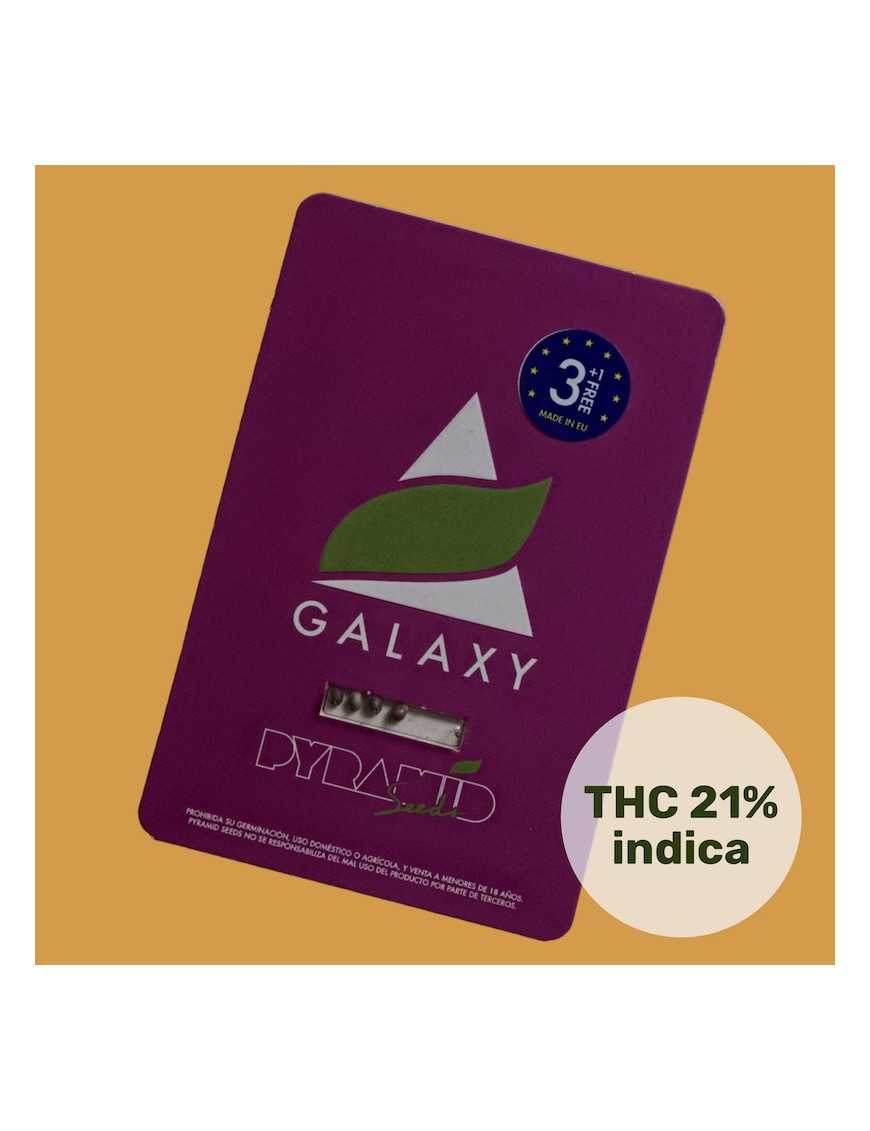Galaxy - Cosmic power in the world of cannabis! | Pyramid Seeds
