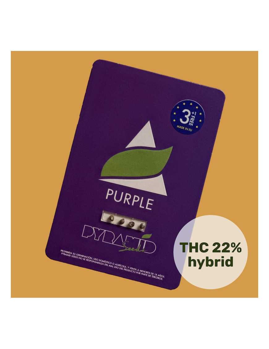 Purple - The purple paradise for growers | Pyramid Seeds