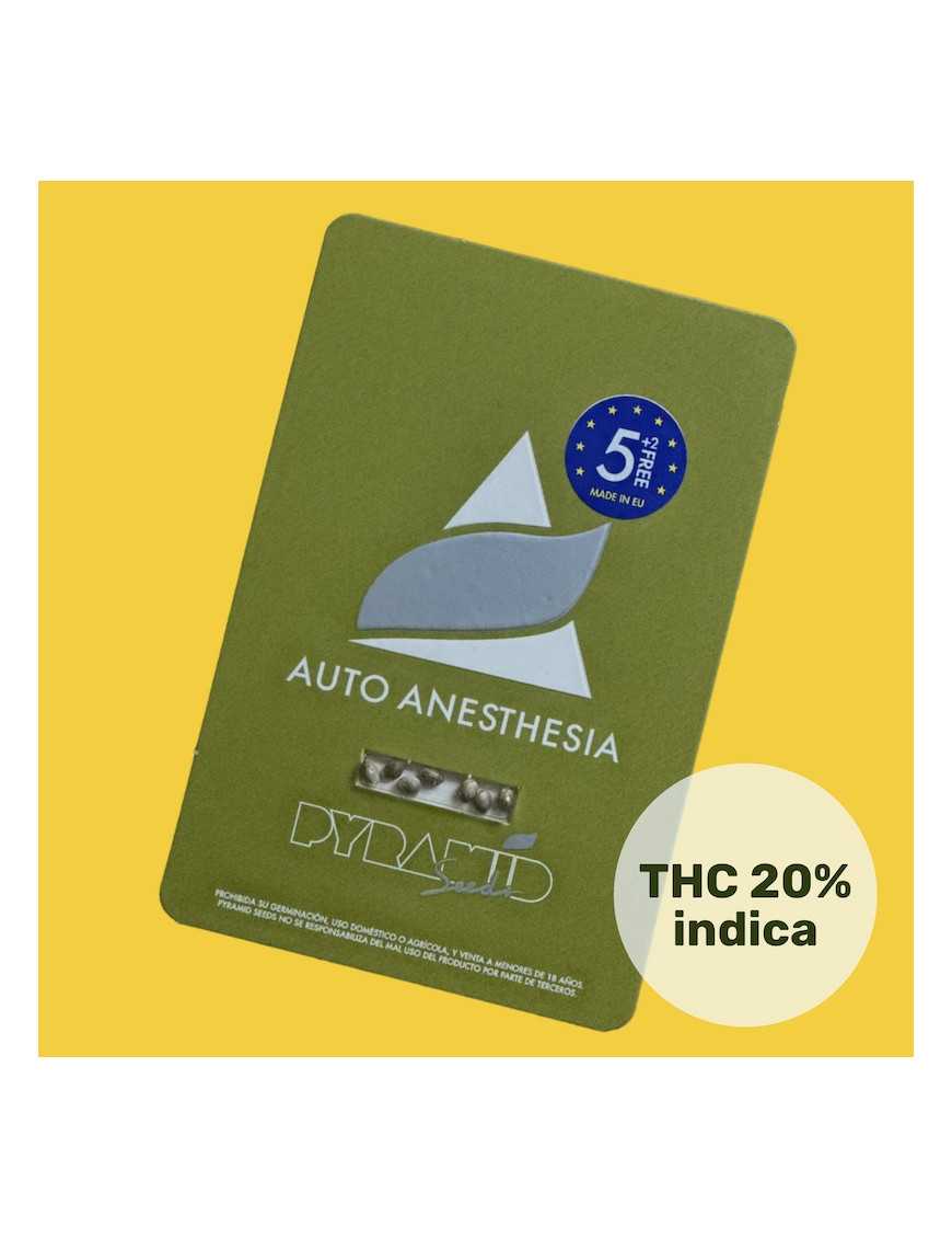 Auto Anesthesia – potent indica with high yields | Pyramid Seeds