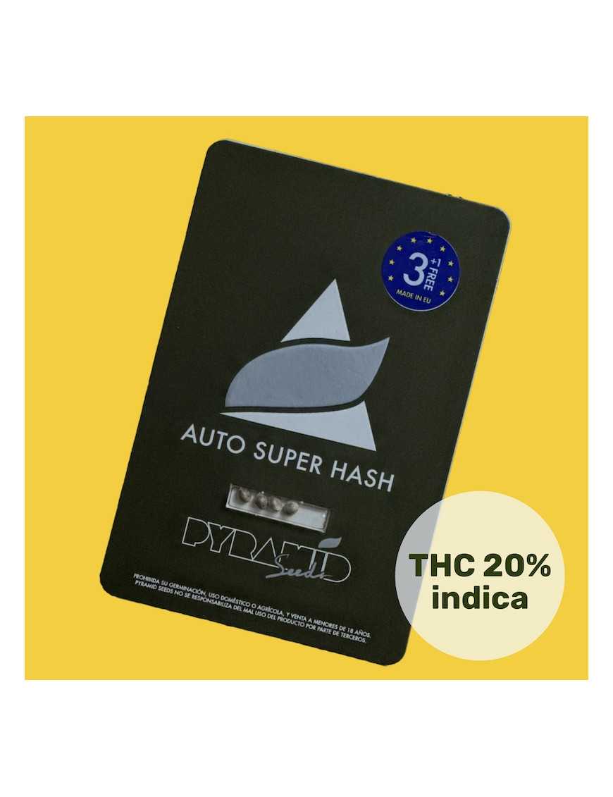 Auto Super Hash – harziger Autoflowering-Strain | Pyramid Seeds