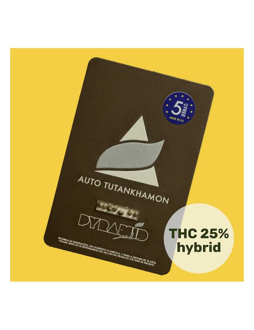 Auto Tutankhamon - legendary powerful autoflower | Pyramid Seeds