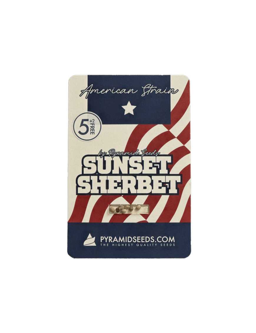 Sunset Sherbet Strain Seeds – up to 25% THC | Pyramid Seeds