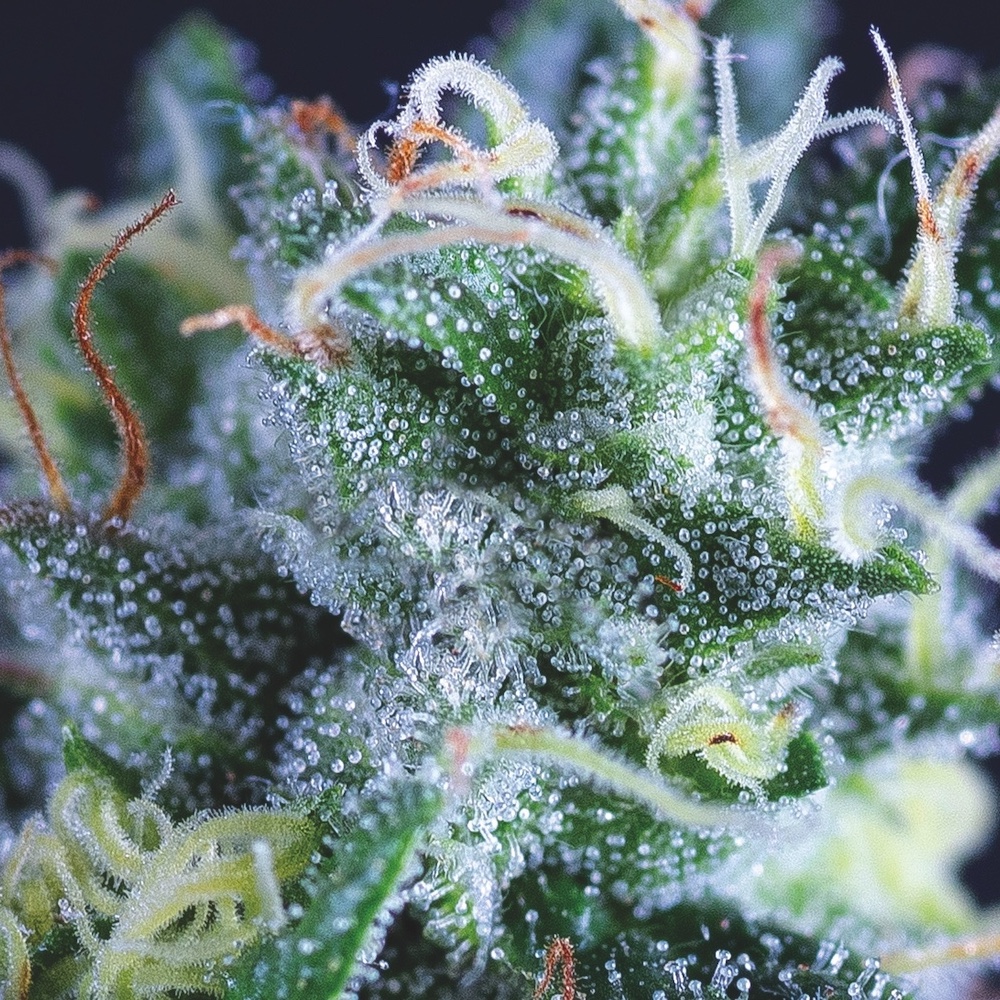 Gelato Strain: Effects, THC Levels, Flavor and Lineage Guide - Pyramid ...