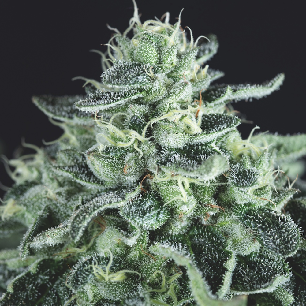 Gelato Strain: Effects, THC Levels, Flavor and Lineage Guide - Pyramid ...