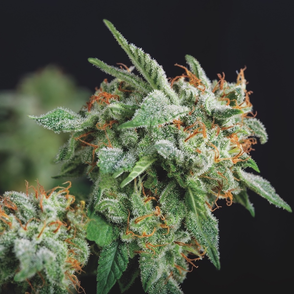 Gelato Strain – Effects, Flavour, Terpenes & Runtz Hybrids | Pyramid ...