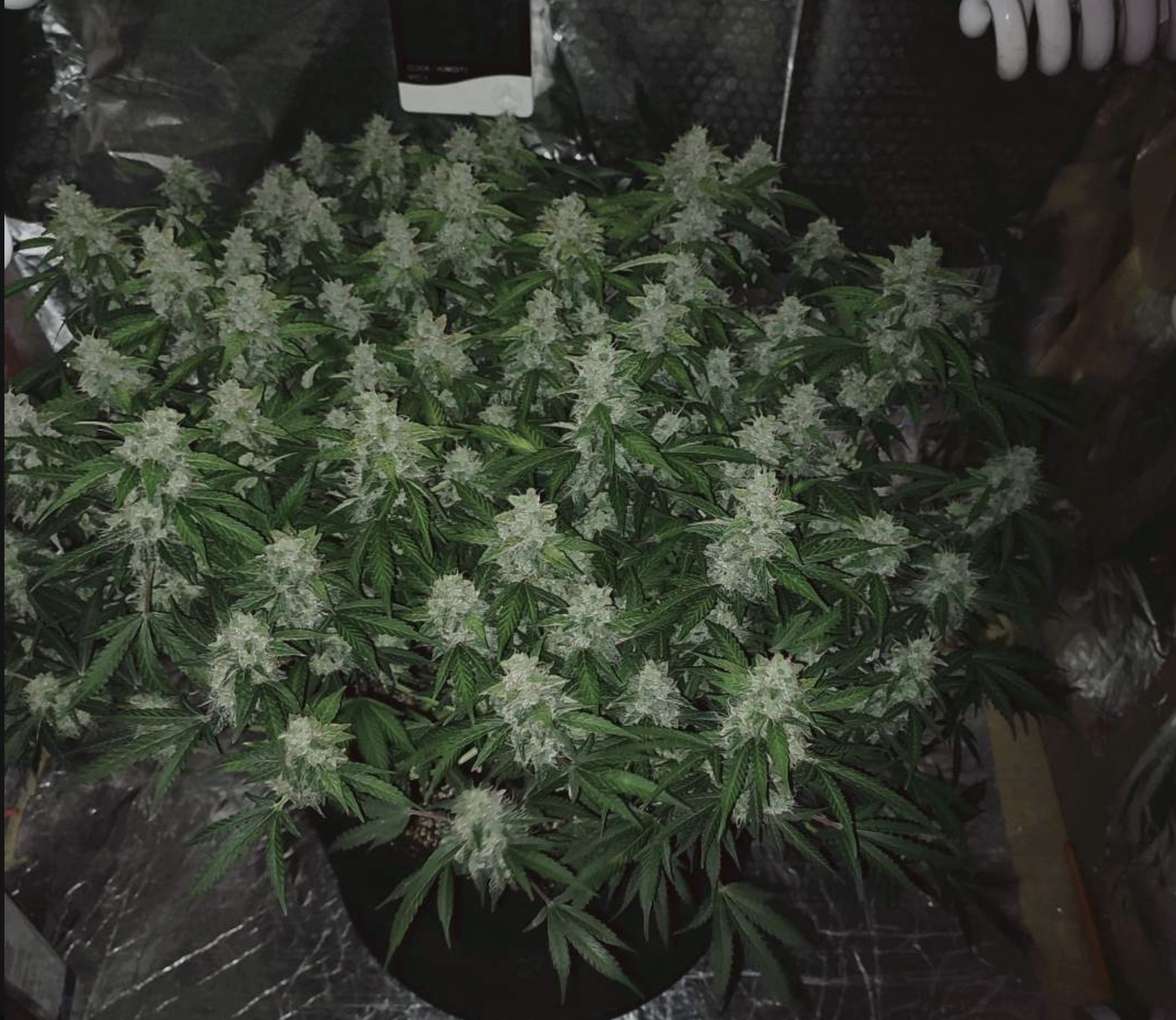 Variedades Northern Lights – Auto, CBD e Clássicas | Pyramid Seeds