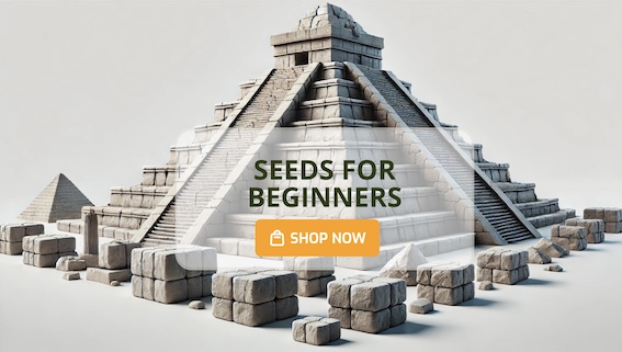 Pyramid Seeds - Buy High-Quality Marijuana Seeds